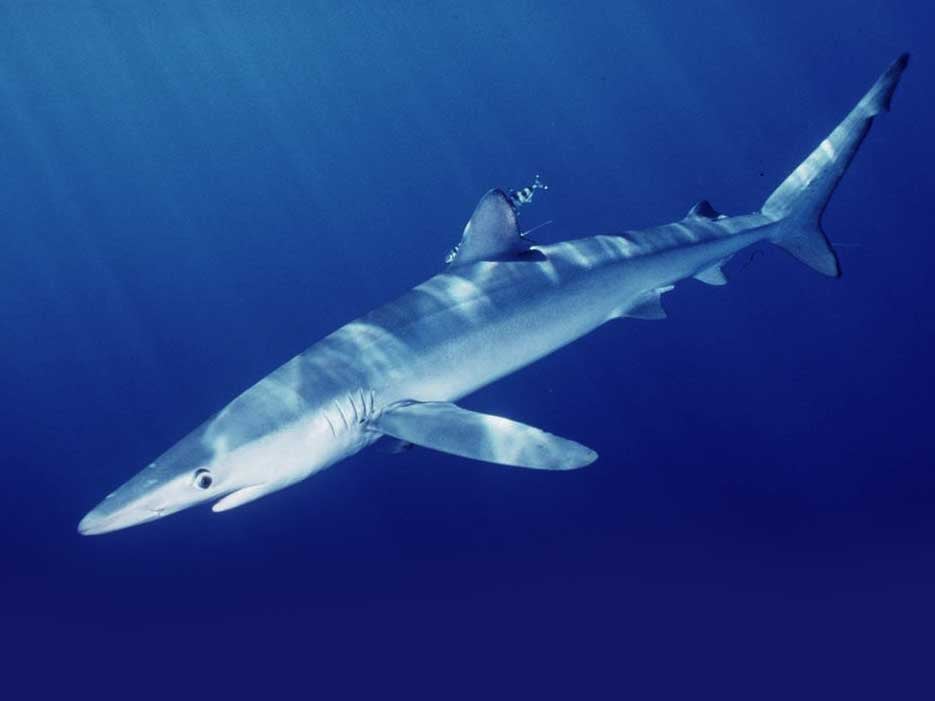 Stop the destruction. Help create an ocean sanctuary now.