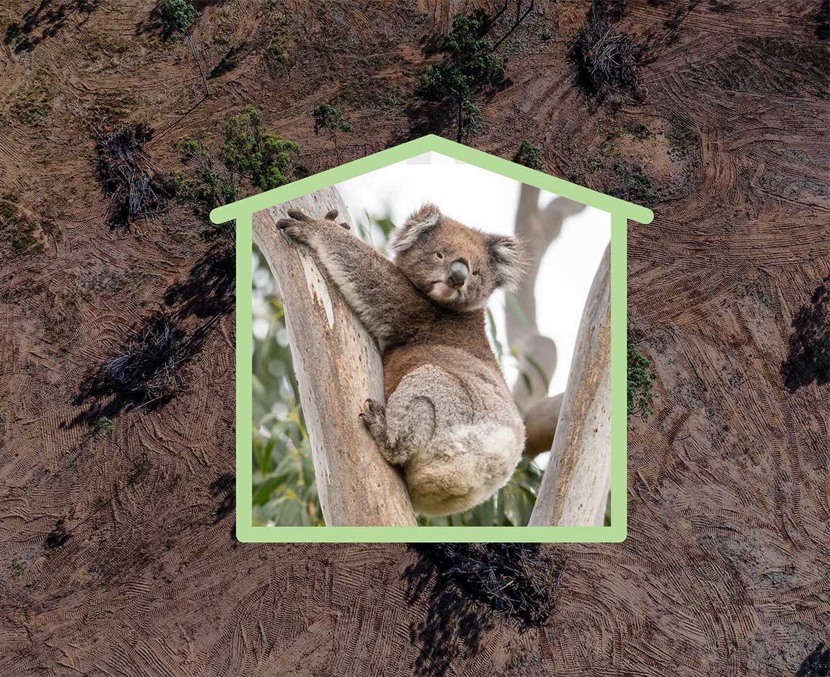 Help Greenpeace put an end to deforestation by 2030